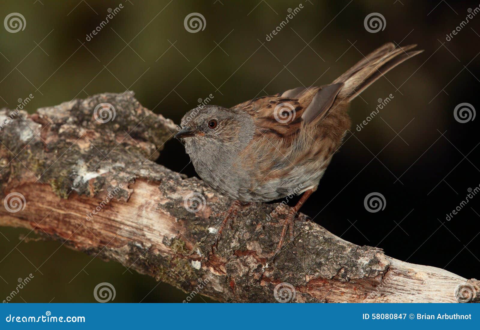 Dunnock bird. stock image. Image of dunnock, bird, birds - 58080847