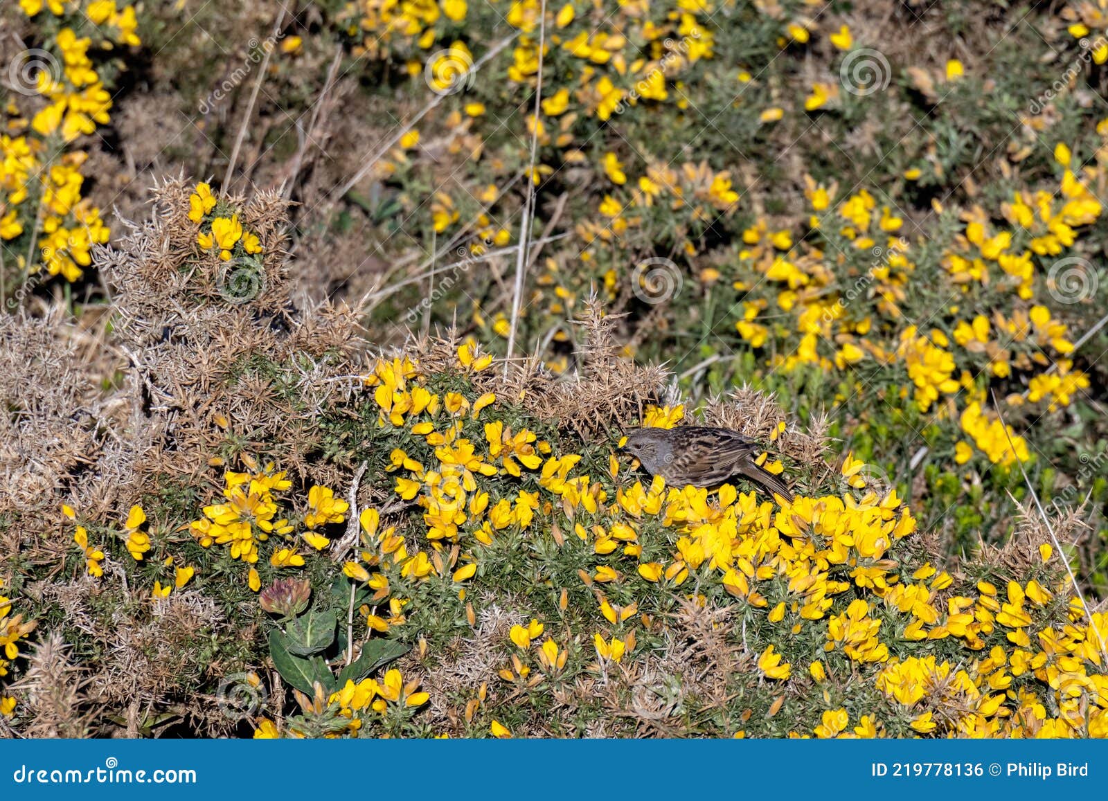 Dunnock Hedge Accentor on a Flowering Gorse Bush Stock Photo - Image of ...