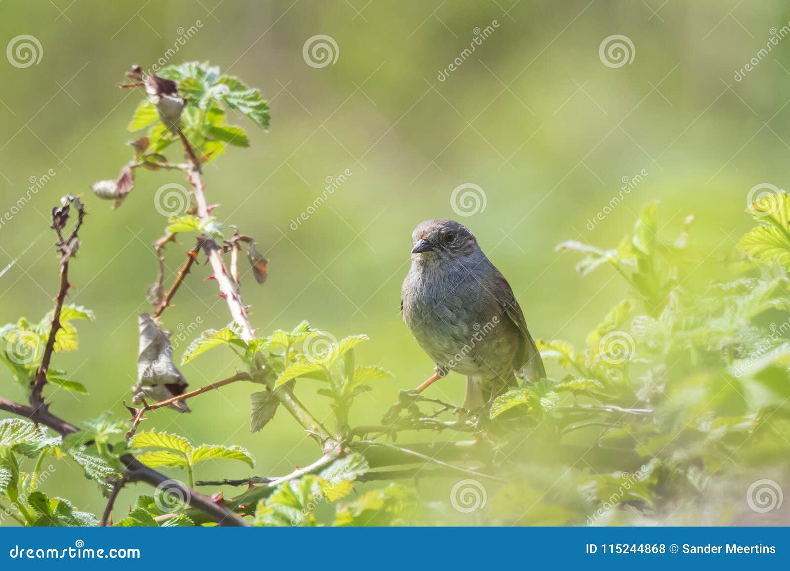 Dunnock Prunella Modularis Bird Singing during Springtime Stock Photo ...