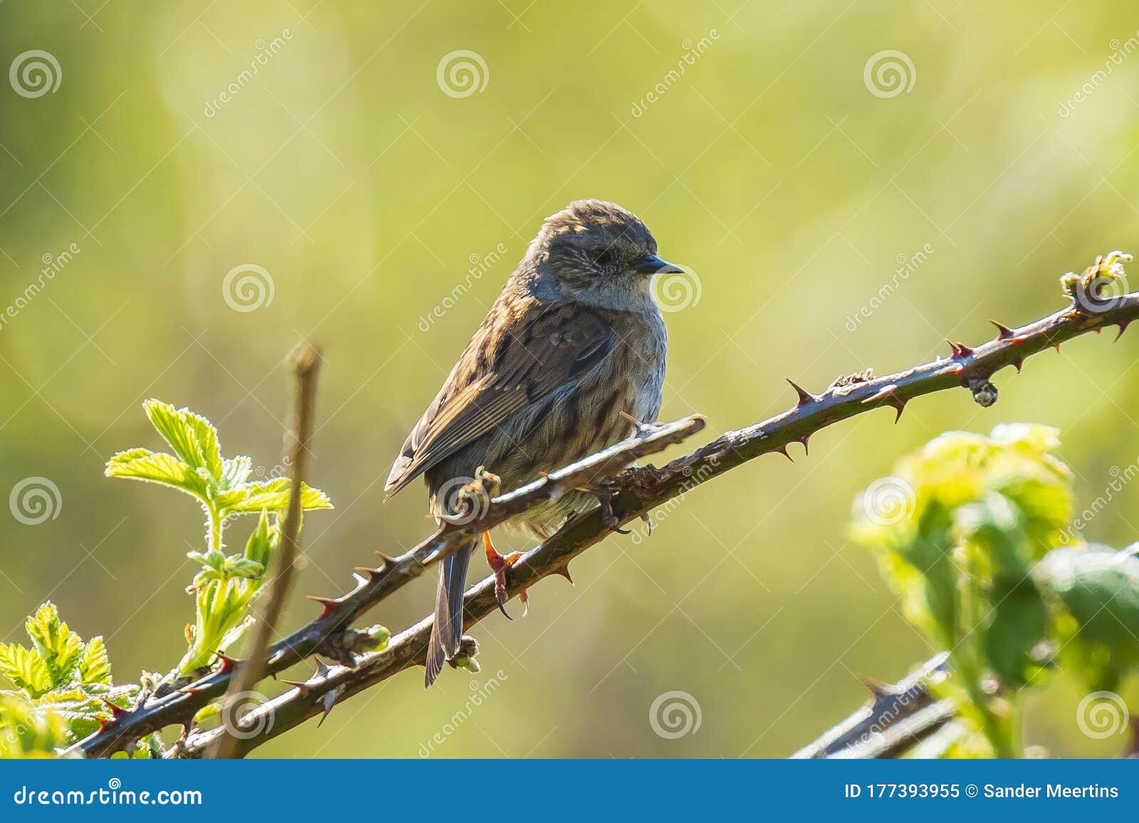 Dunnock Prunella Modularis Bird Singing during Springtime Stock Image ...