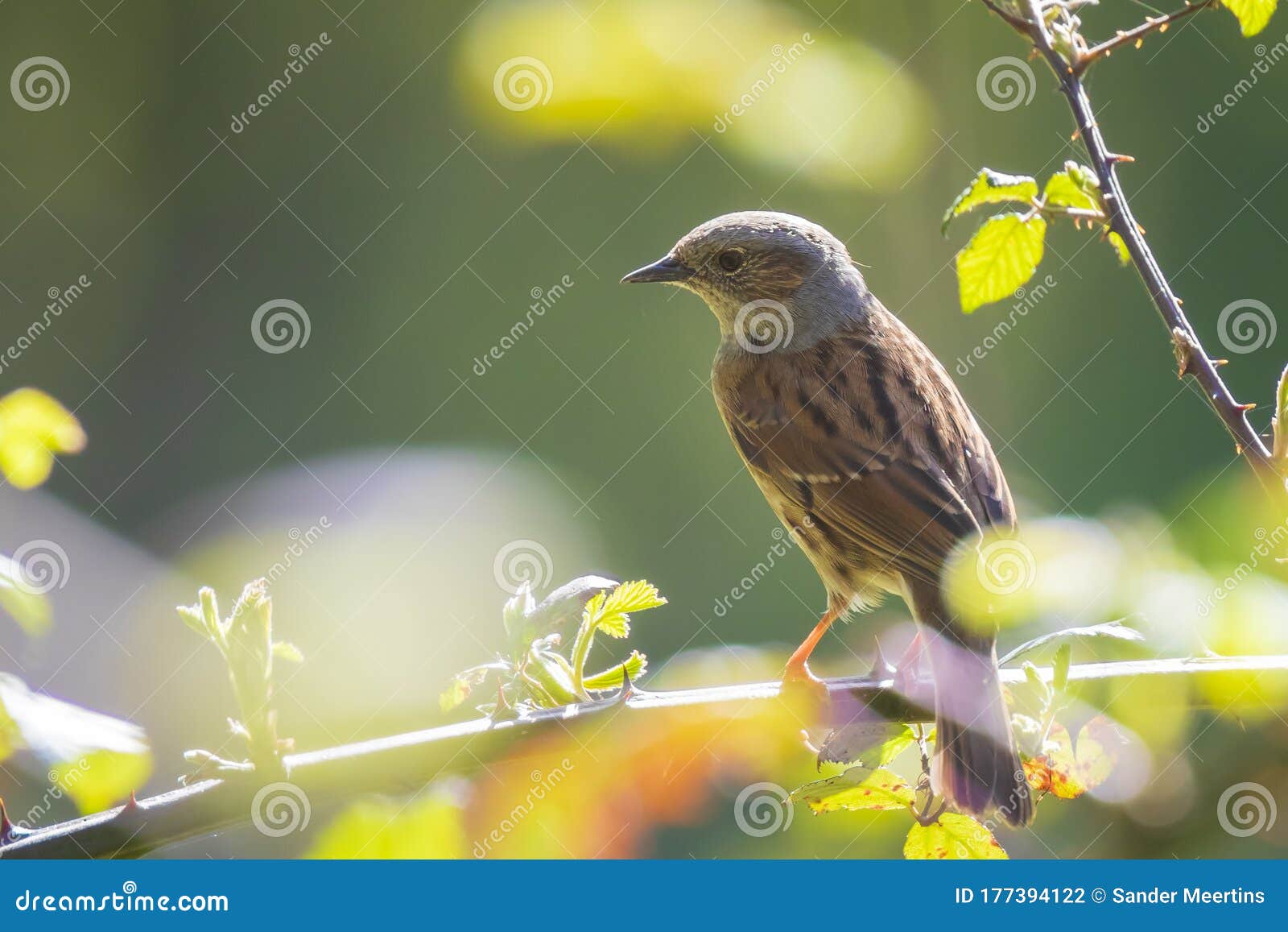 Dunnock Prunella Modularis Bird Singing during Springtime Stock Photo ...