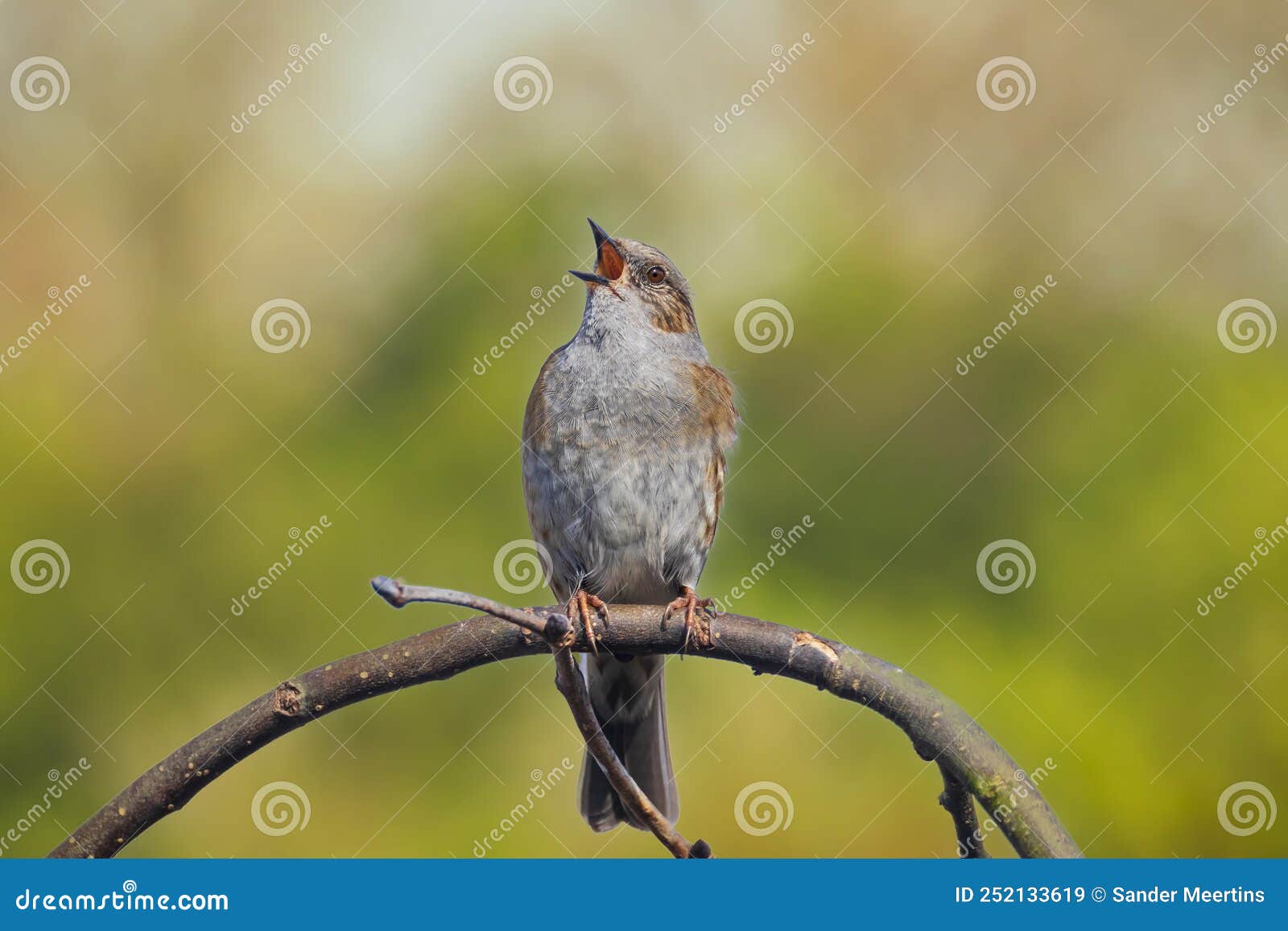 Dunnock Prunella Modularis Bird Singing during Springtime Stock Image ...