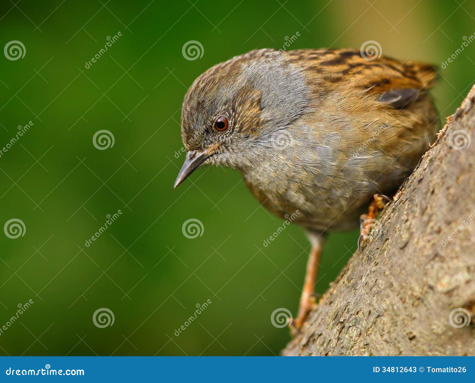 Dunnock (Prunella Modularis) Stock Image - Image of outside, family ...