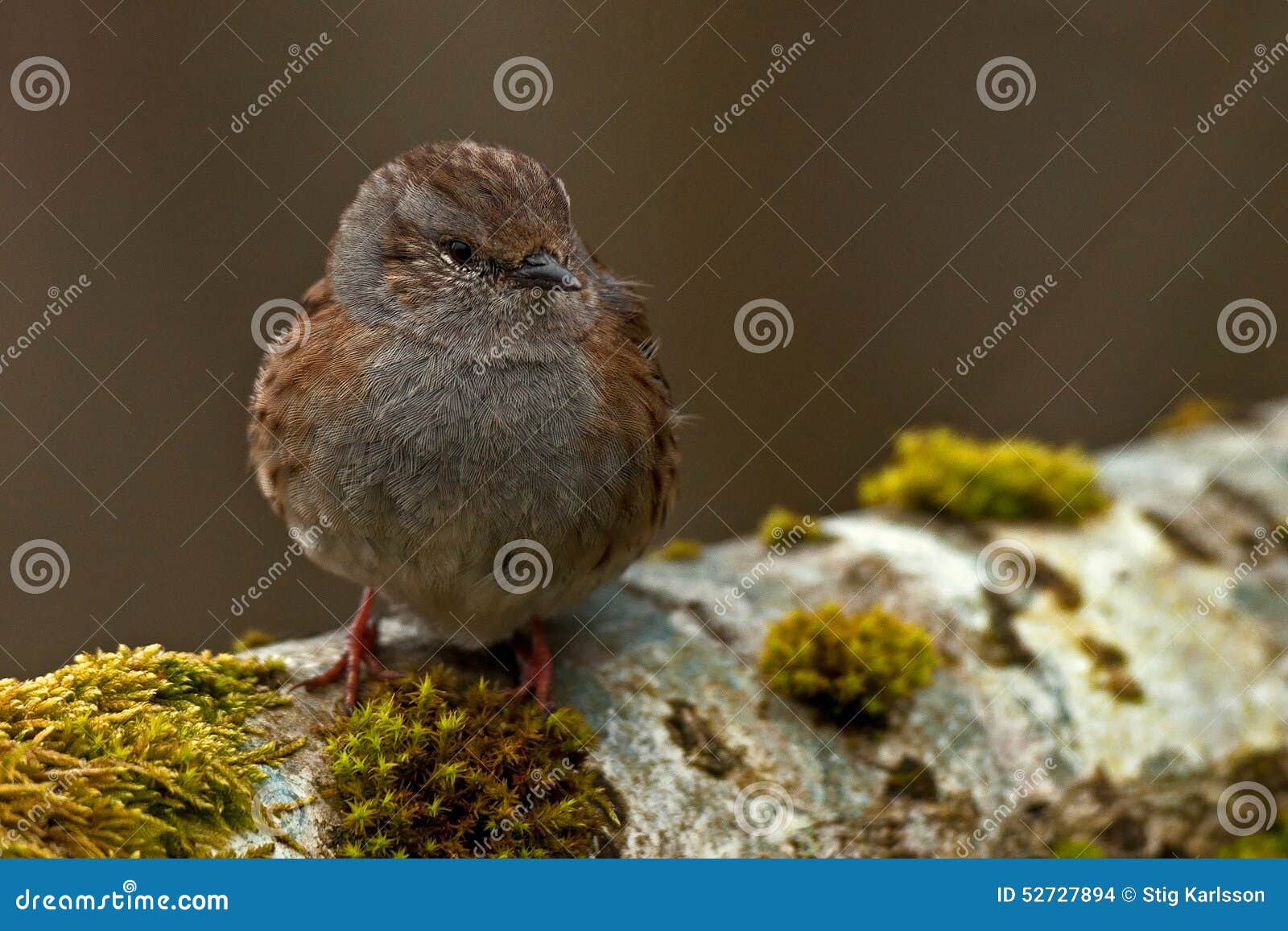 Dunnock Prunella modularis stock photo. Image of close - 52727894
