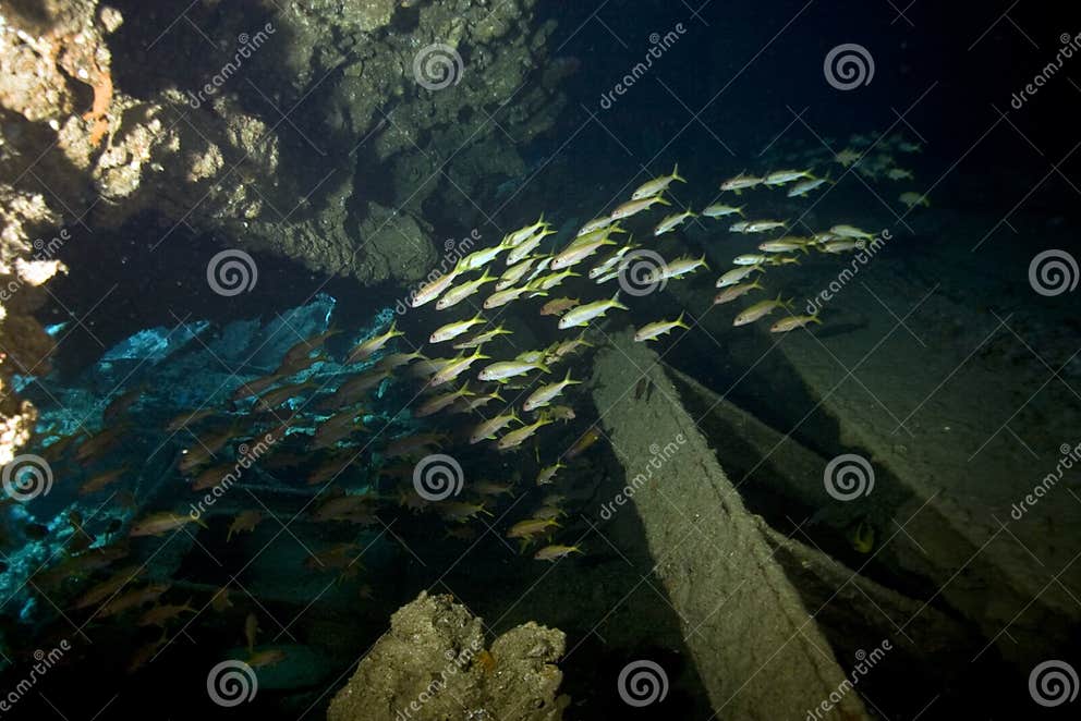 Dunraven wreck stock photo. Image of egypt, nemo, colony - 5014840