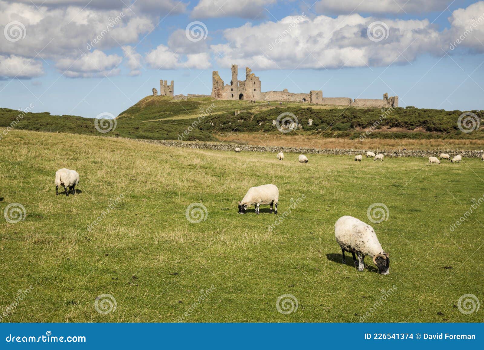 Dunstanburgh Castle stock photo. Image of fields, sheep - 226541374