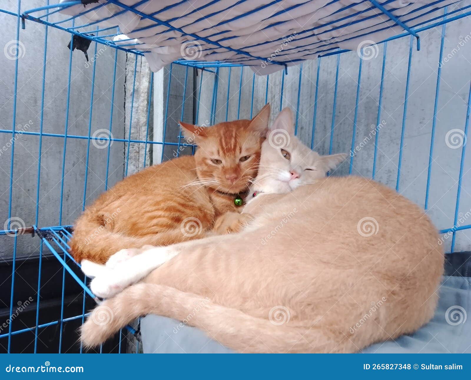 Duo Bestie are Sleeping in the Cage Stock Photo - Image of bestie, cage ...