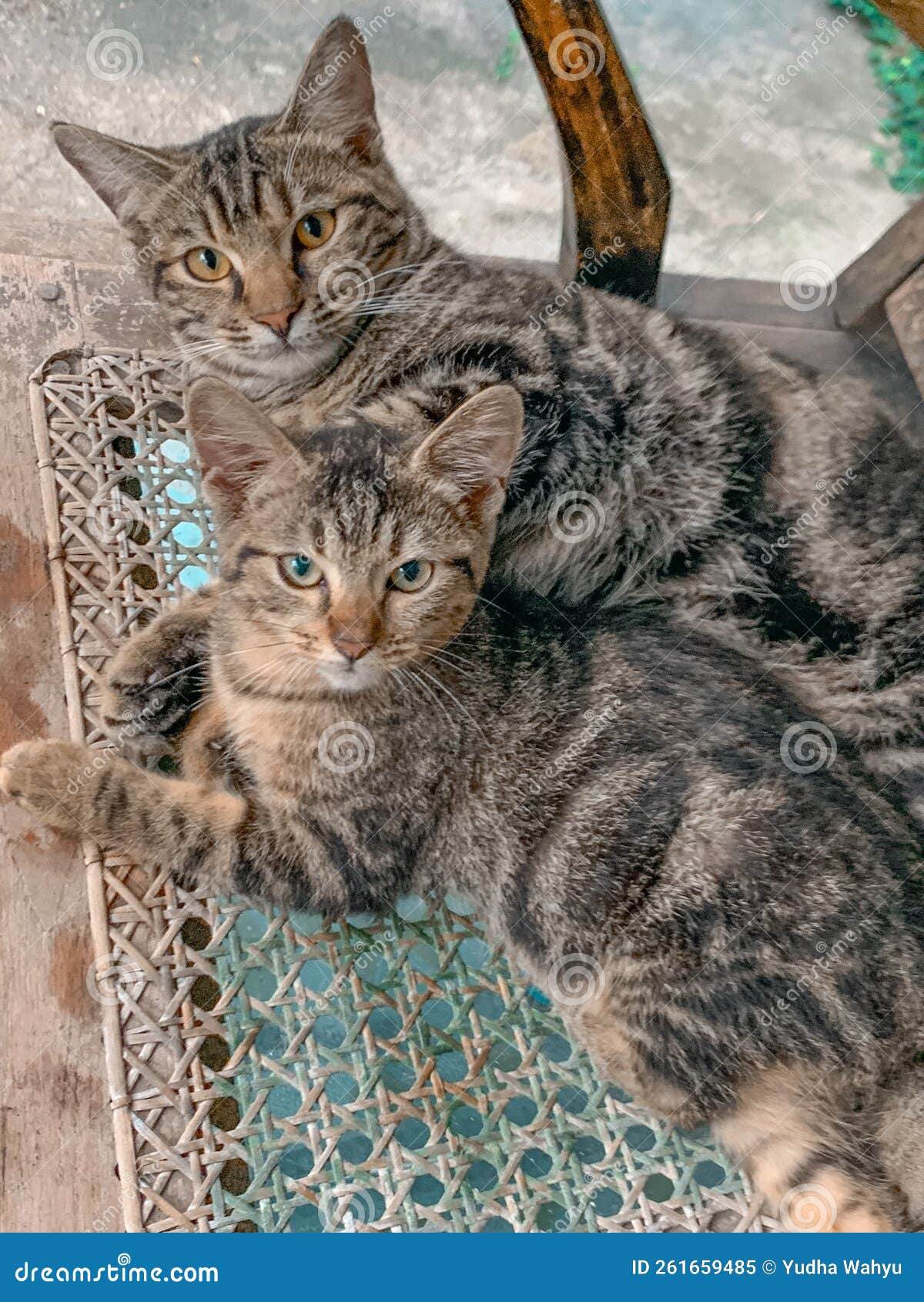 Duo Cat is so cute stock image. Image of spesial, cute - 261659485