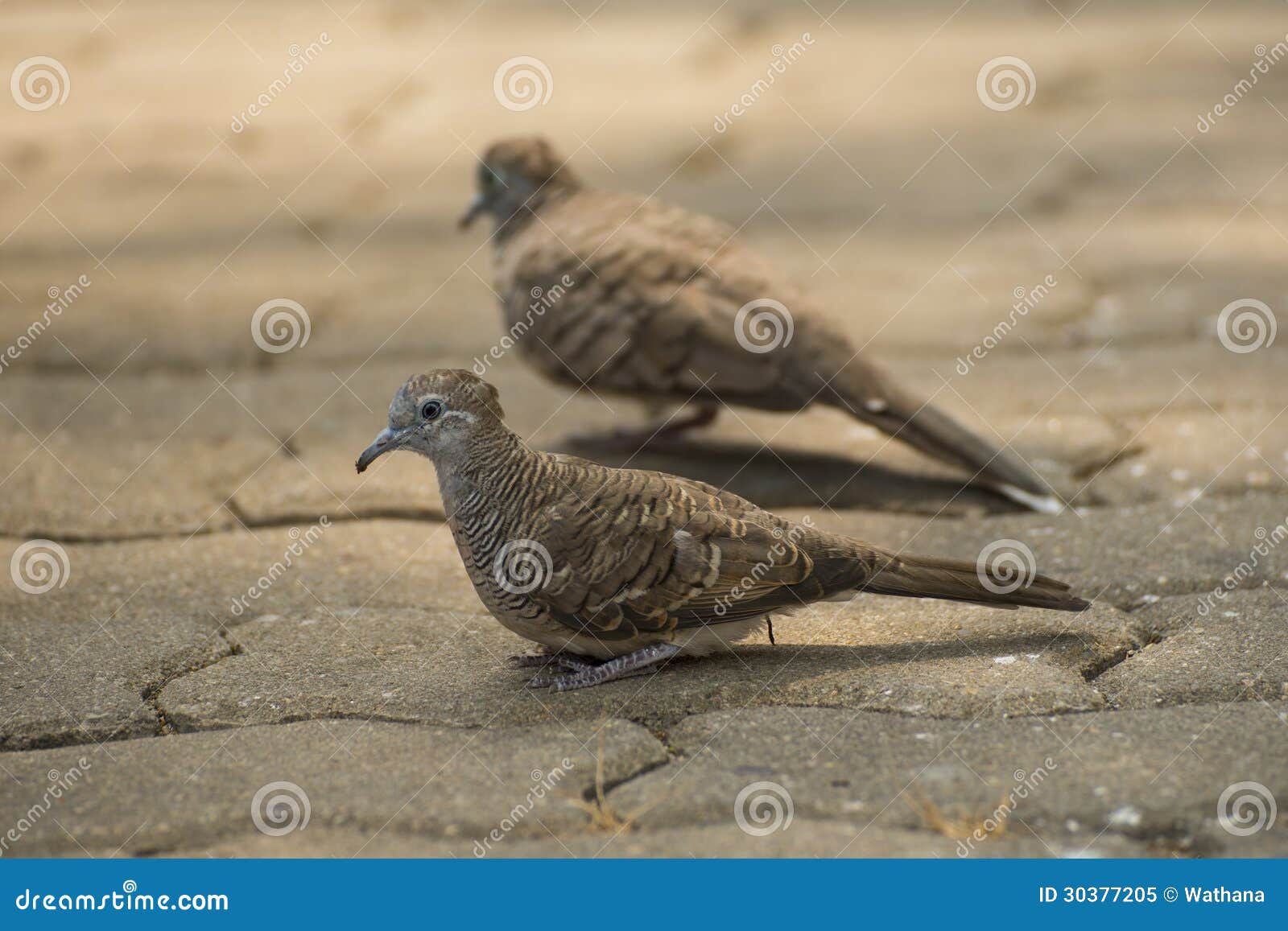 Duo Dove stock image. Image of dove, ground, animal, wildlife - 30377205