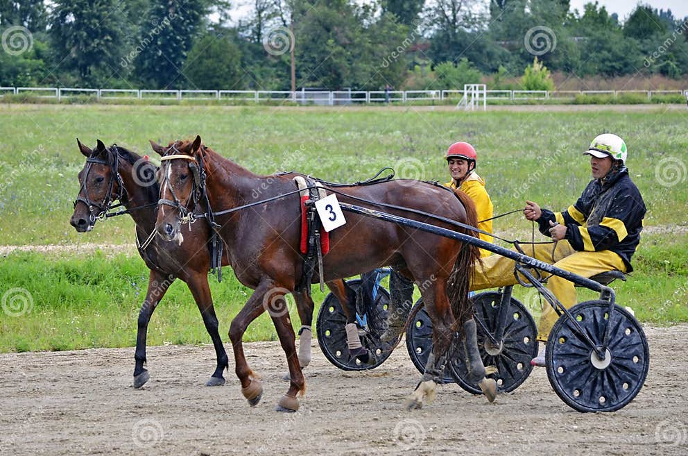 Duo hippo editorial photography. Image of mammals, coach - 20150337