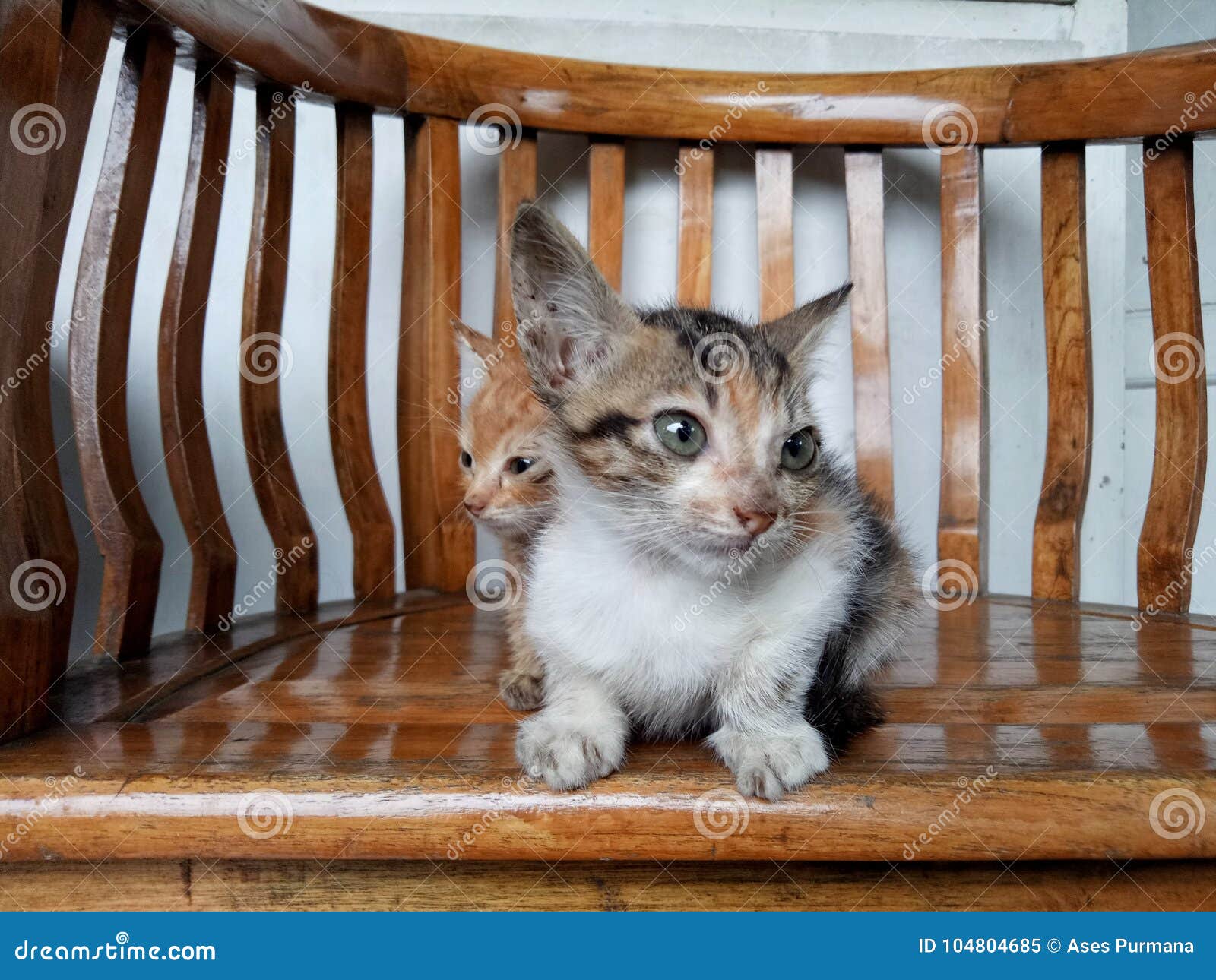 The kitten couple stock image. Image of rustic, kitten - 104804685