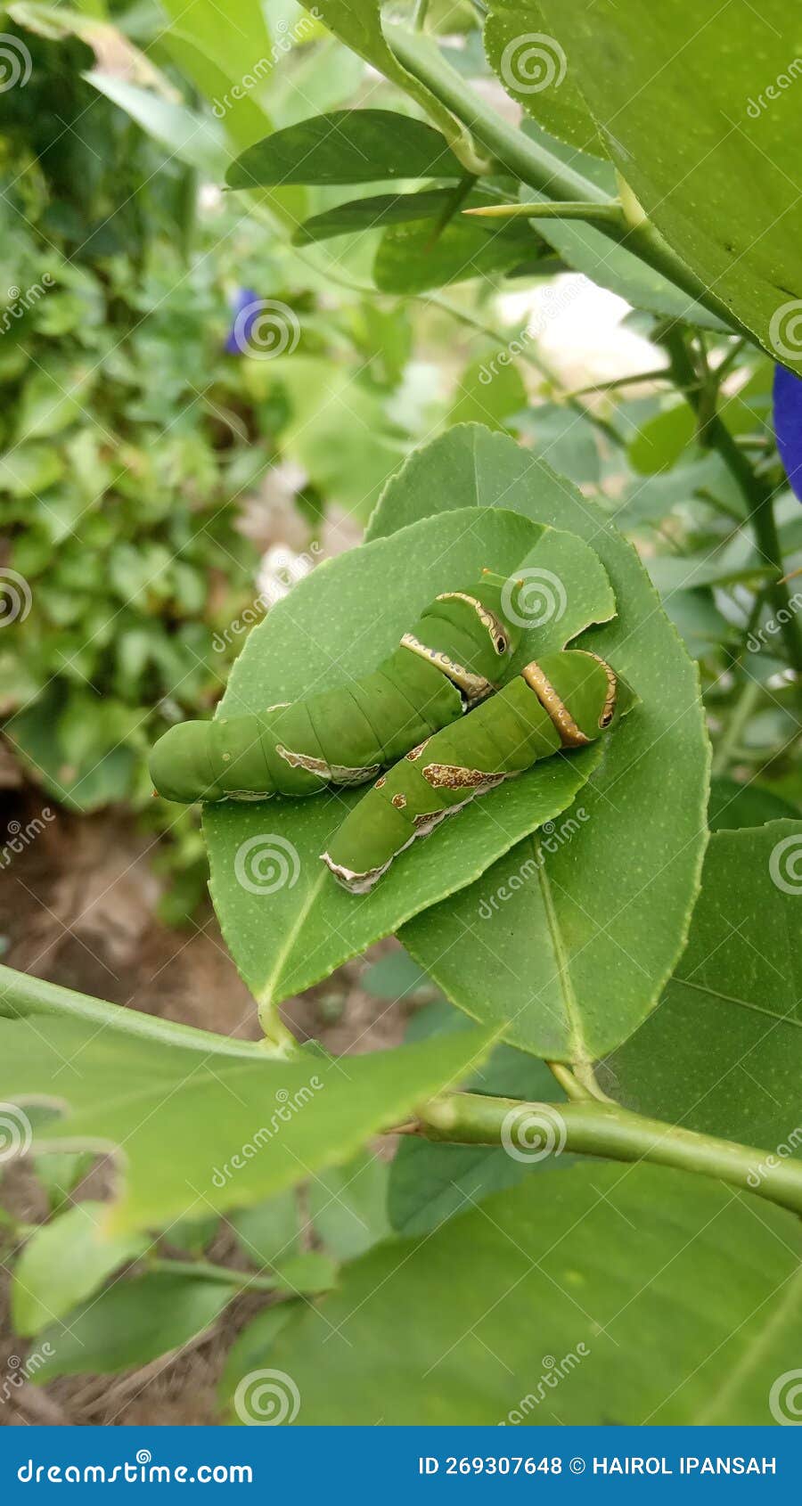 Duo larva on leaf stock photo. Image of herb, produce - 269307648