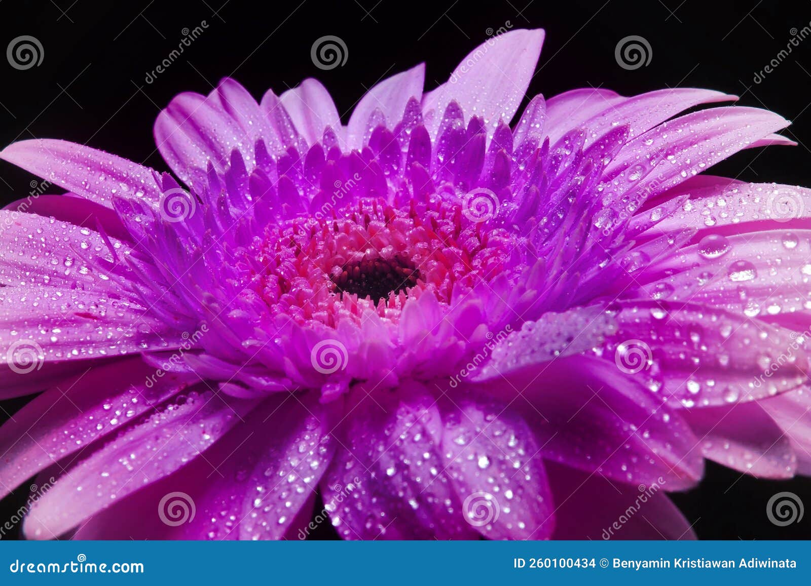 Duo Rainbow Color Gerbera Flower, Beautiful Aster Flower Stock Photo ...