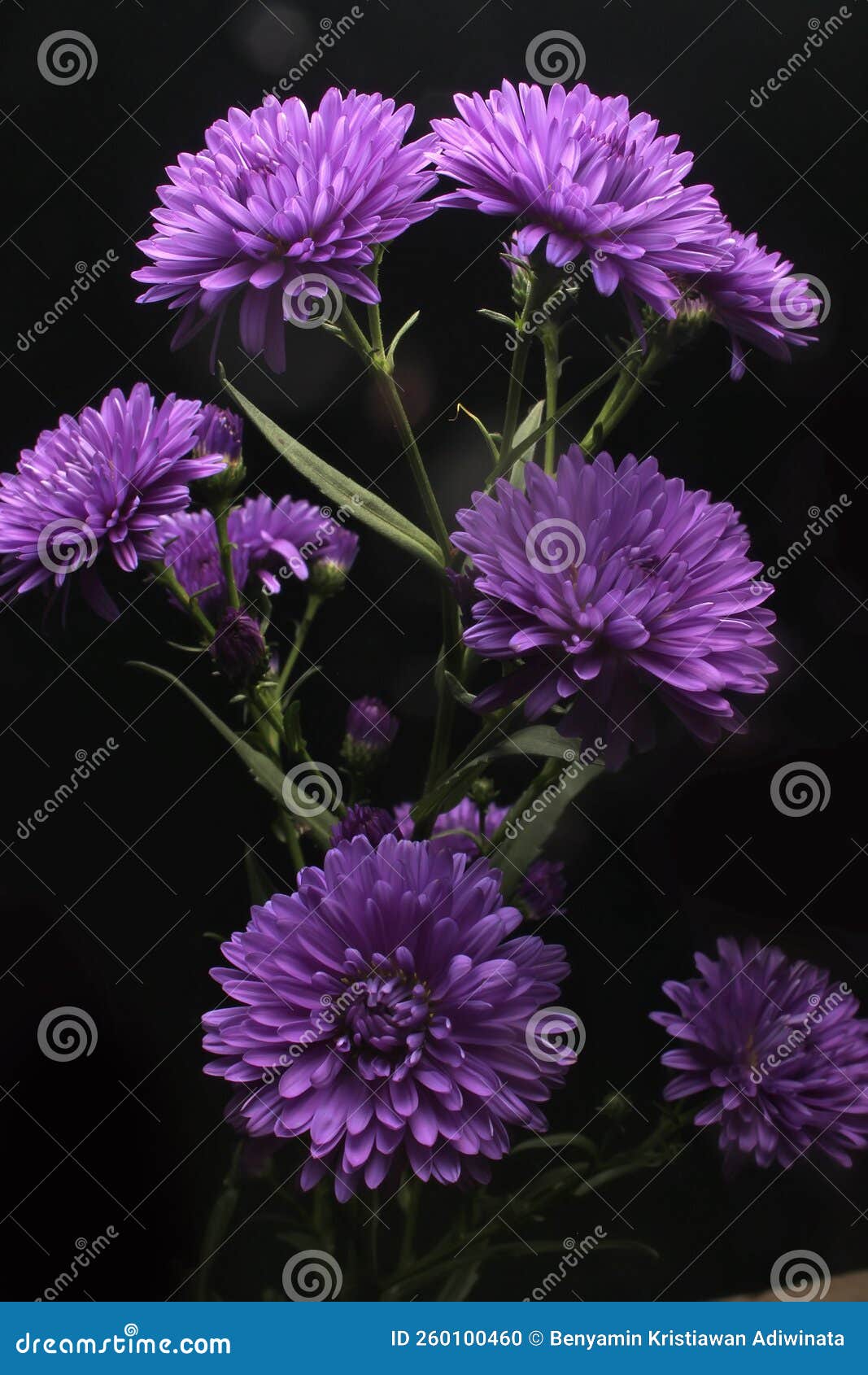 Duo Rainbow Color Gerbera Flower, Beautiful Aster Flower Stock Photo ...
