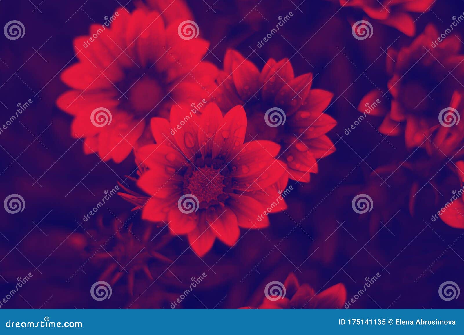 Duo Tone Gradient Flowers, Trends Style, Abstract Background Stock ...