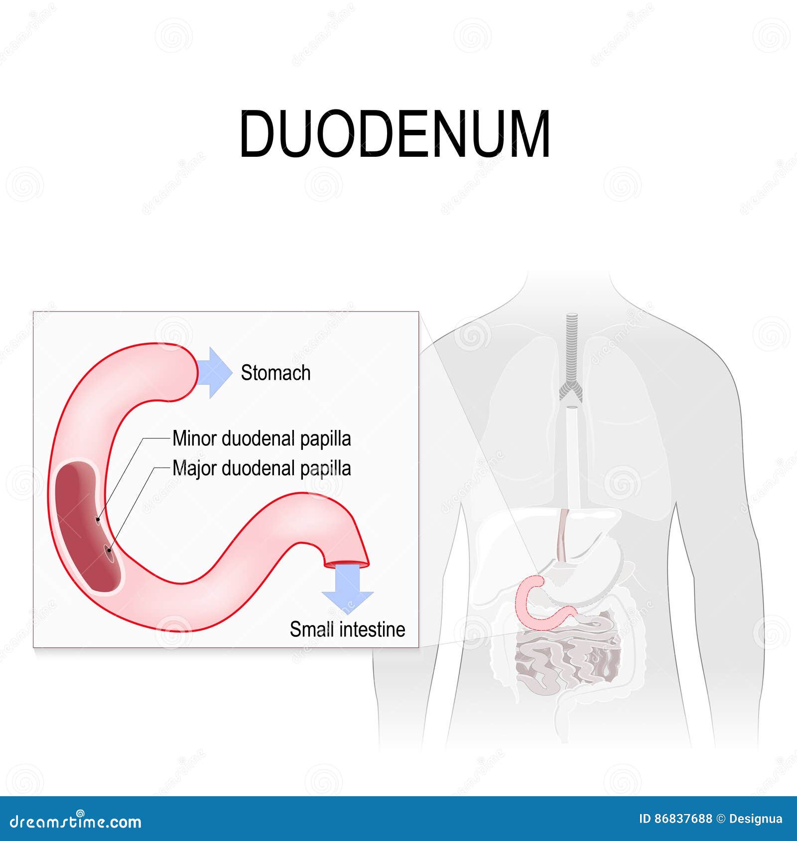 Duodenum Ilustrações, Vetores E Clipart De Stock – (3,318 Stock ...