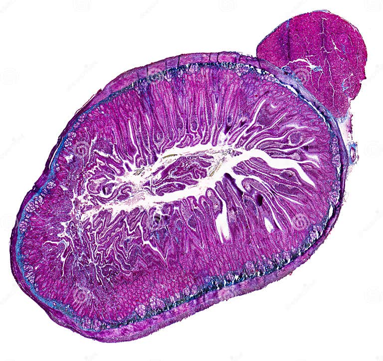 Duodenum cross section stock photo. Image of dodecadactylum - 83131050