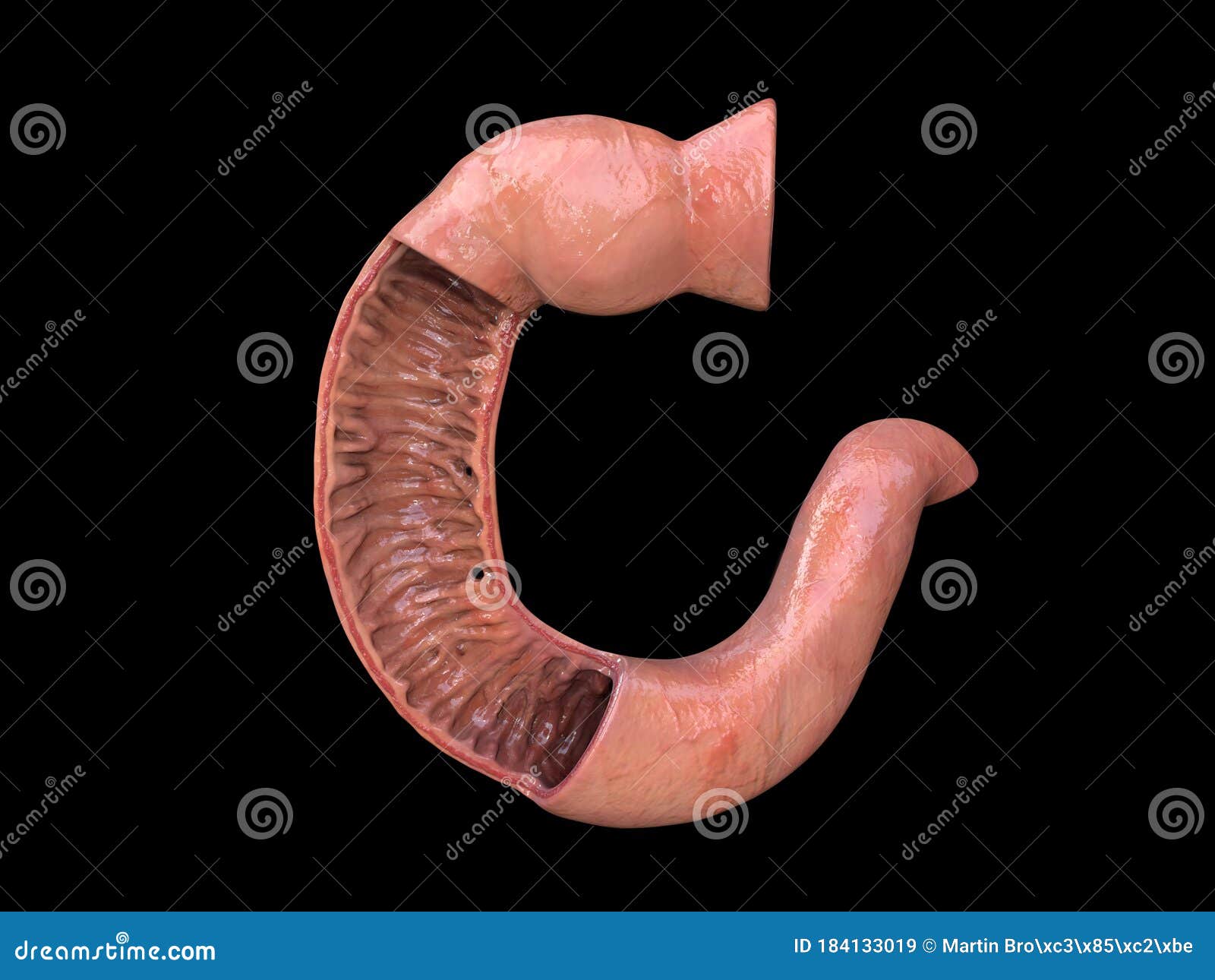 Duodenum, Human Anatomy, Part of Your Small Intestine,front View, 3d ... Duodenum, Human Anatomy, Part of Your Small Intestine,front View, 3d ...