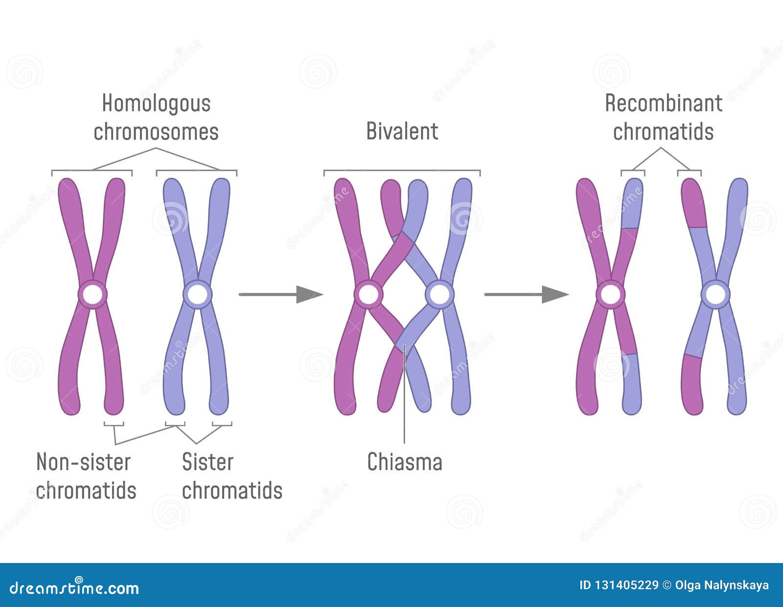 Duplicated Homologous Chromosomes Pair And Crossing-over Cartoon Vector ... Duplicated Homologous Chromosomes Pair And Crossing-over Cartoon Vector ...