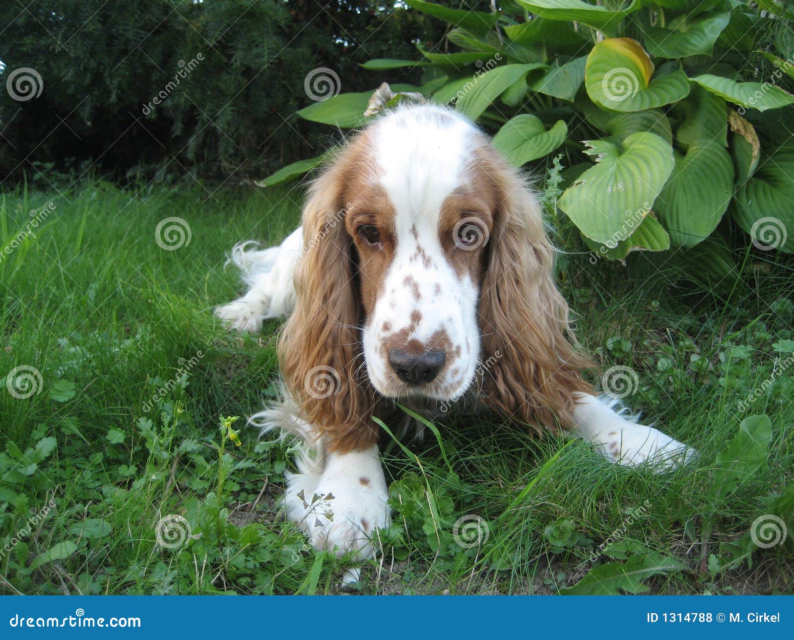 Duque 1, Un Perro Bueno Imagen. Imagen: 1314788