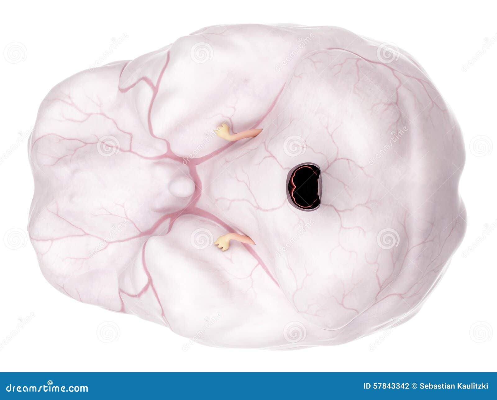The dura mater stock illustration. Illustration of human - 57843342