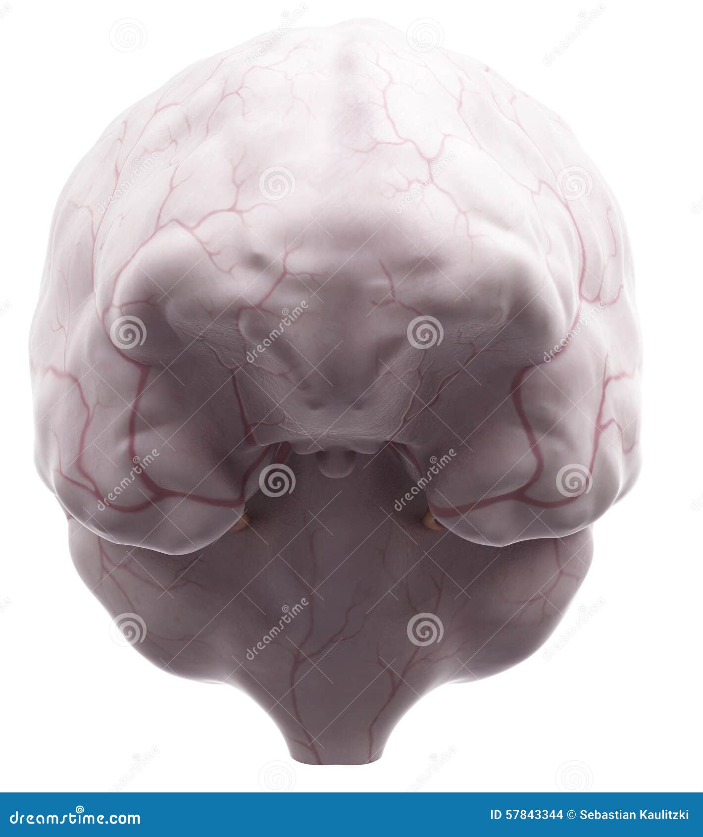 The dura mater stock illustration. Illustration of human - 57843344
