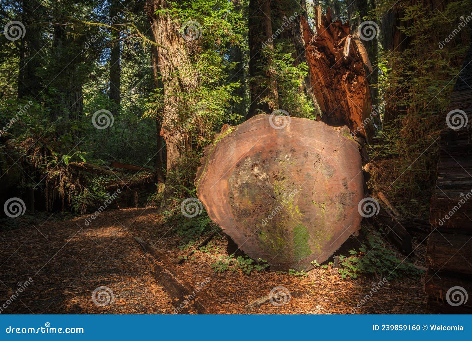 Durable Redwood Tree Timber Stock Photo - Image of route, woodland ...