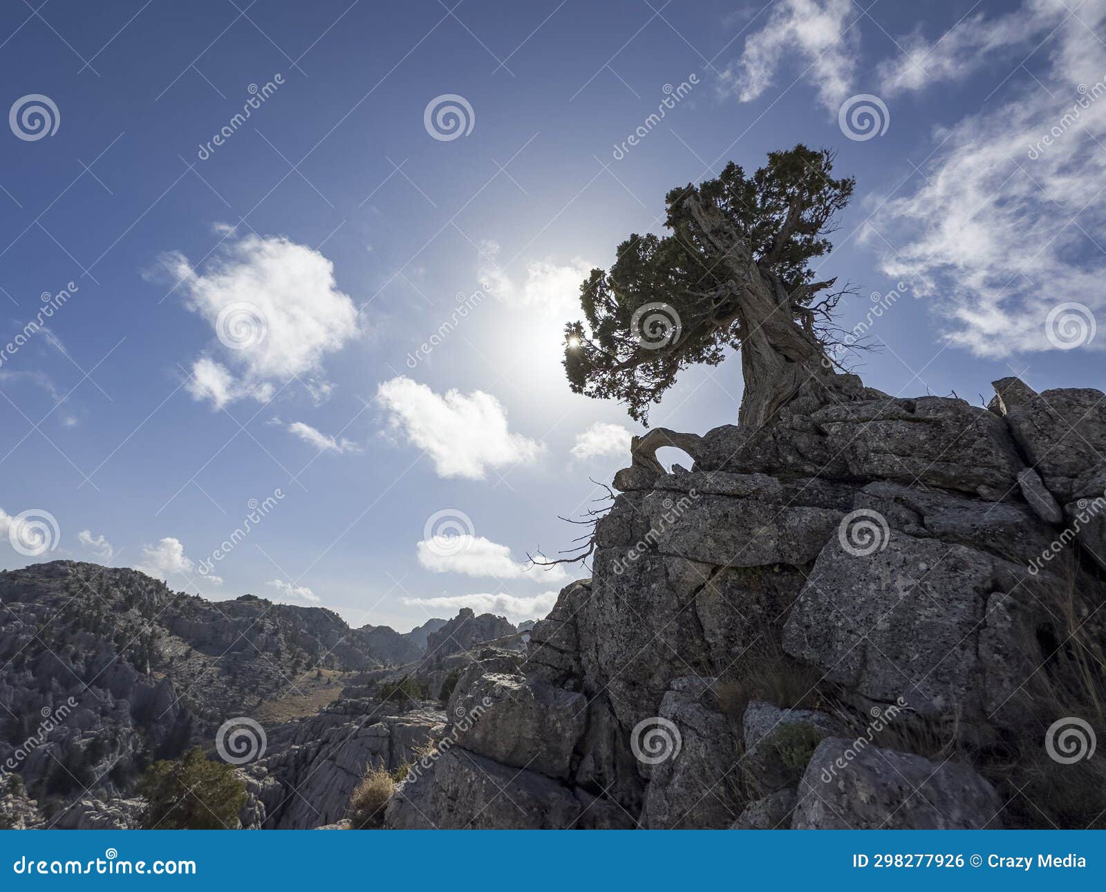 The Durable Stance of the Lone Juniper Tree on the Cliff Stock Photo ...