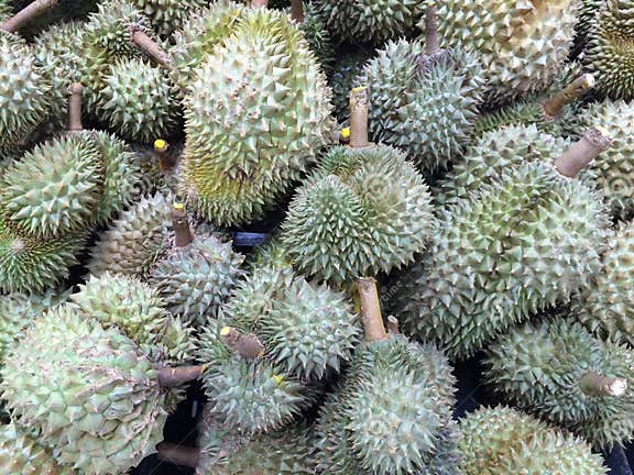 Durain stock photo. Image of eatting, fruit, durain, fruitthai - 54740974