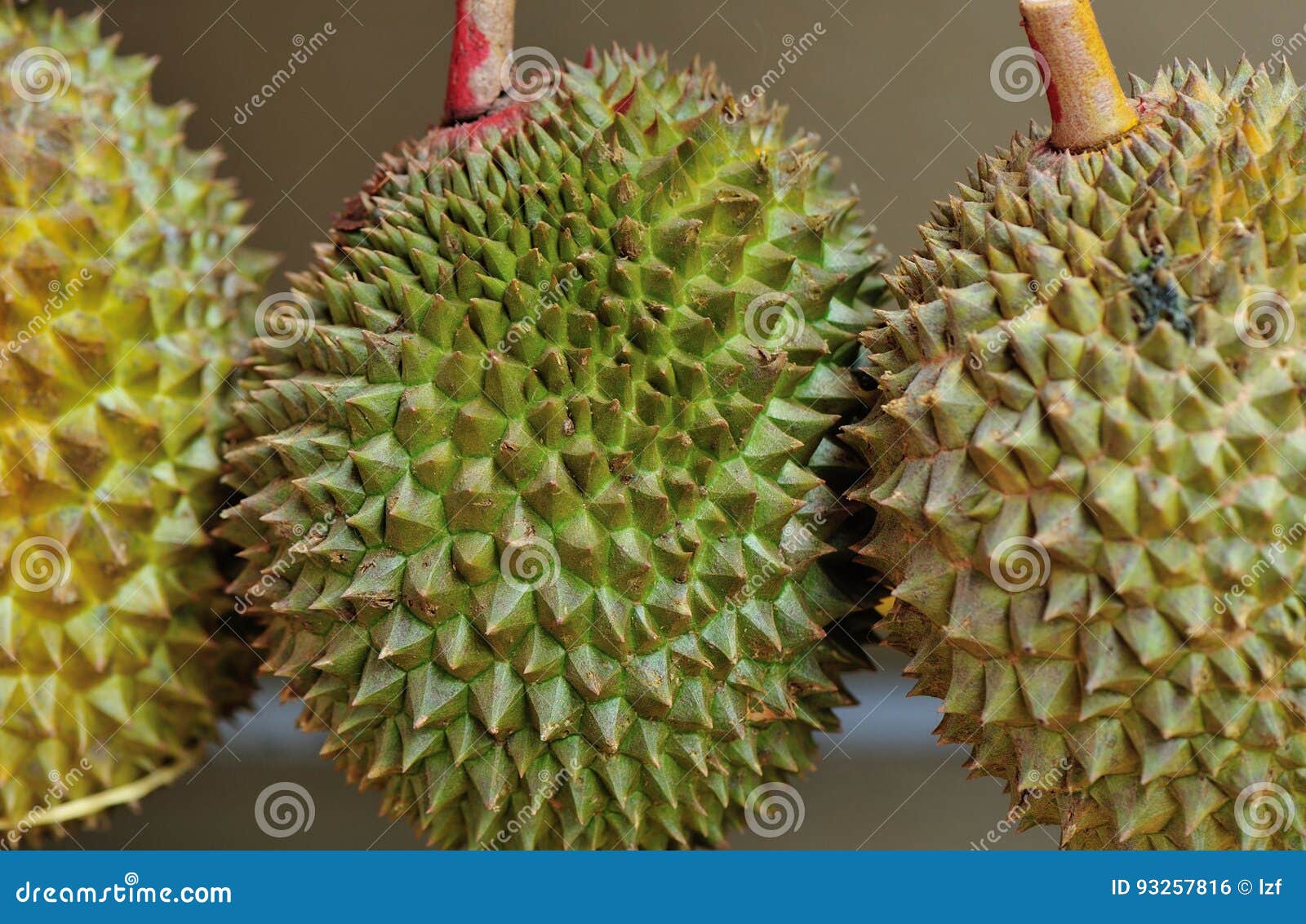 Durain Fruit Display stock photo. Image of durio, durain - 93257816