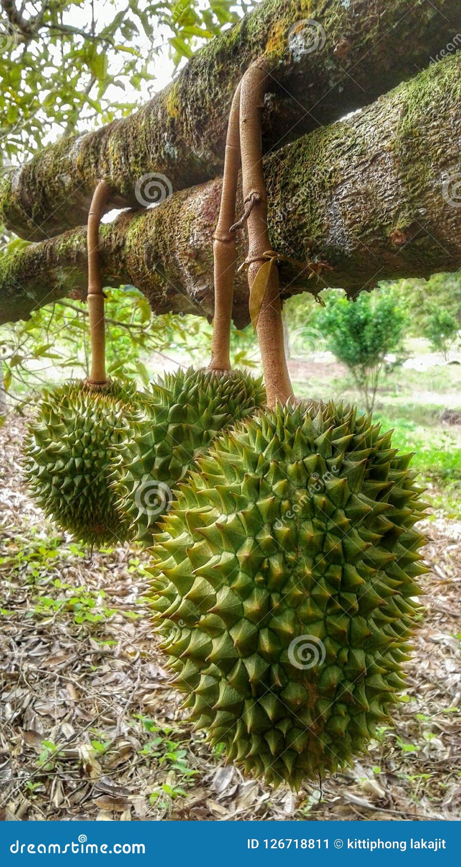 Durain stock image. Image of choice, market, retai, variation - 126718811