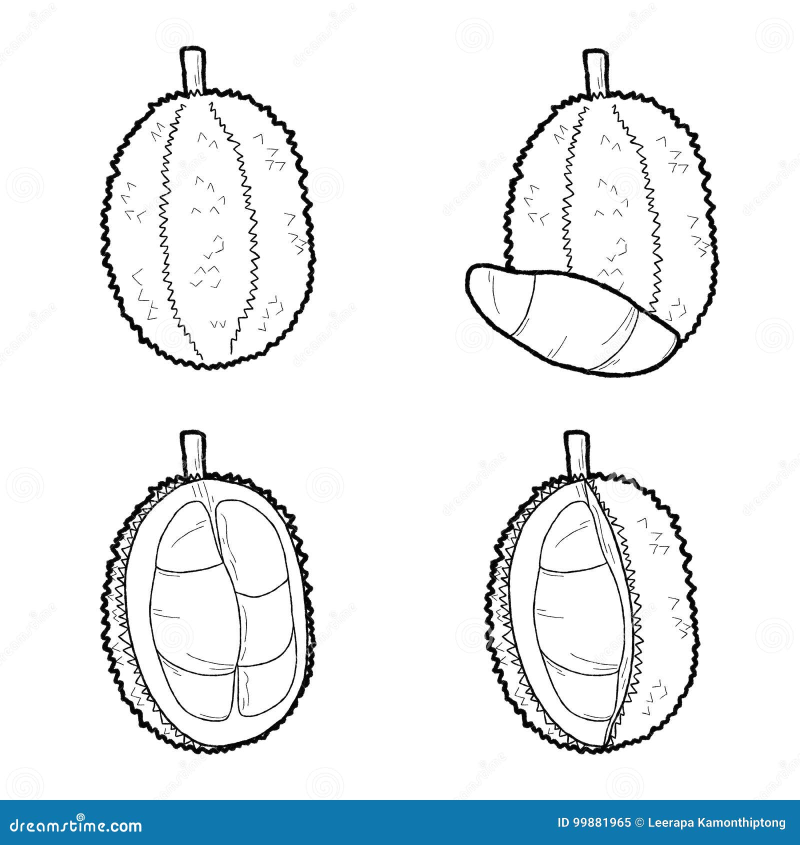 Durain stock vector. Illustration of nature, nutrition - 99881965