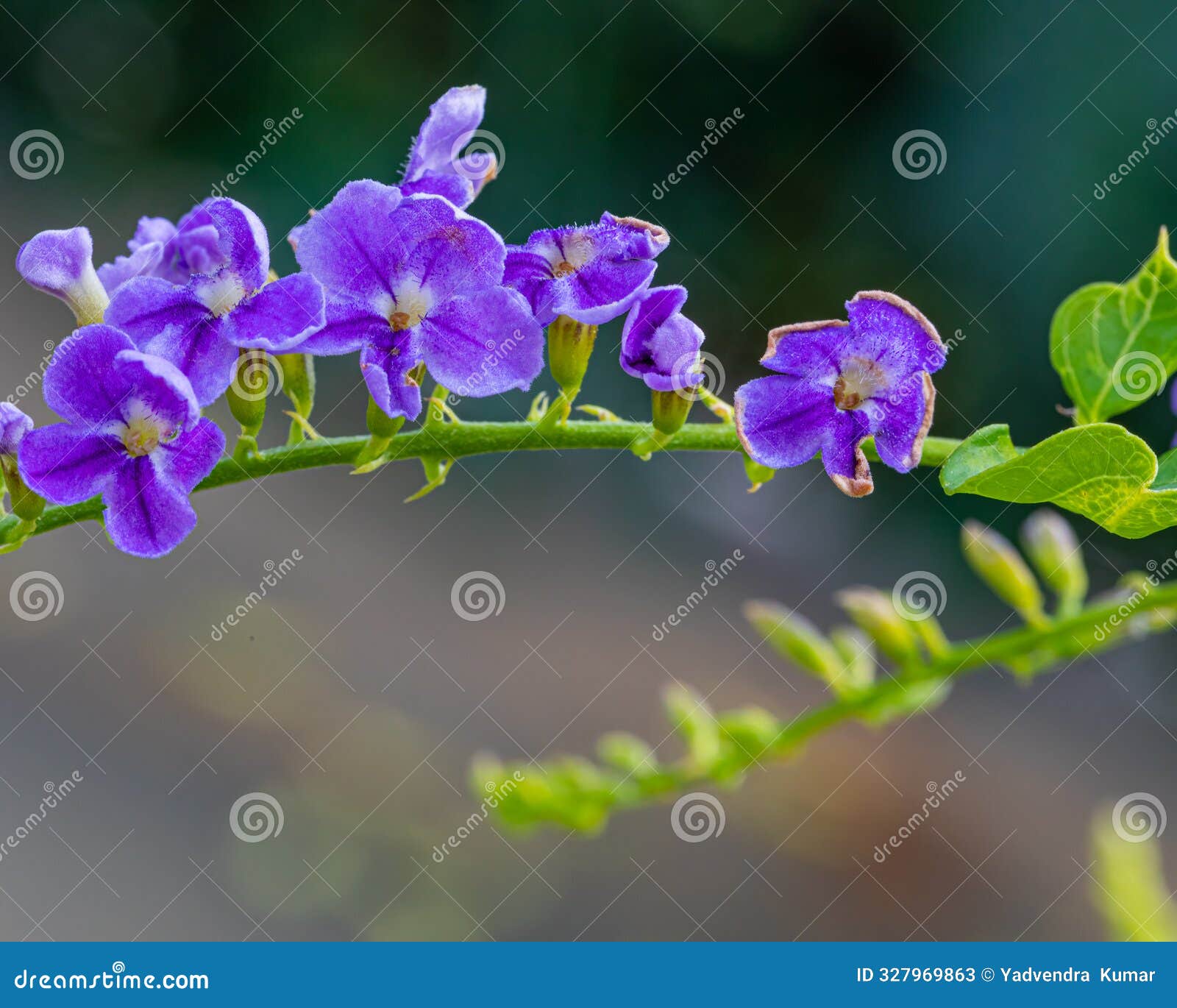 Duranta Erecta Flower Blooming Stock Image - Image of droop, small ...