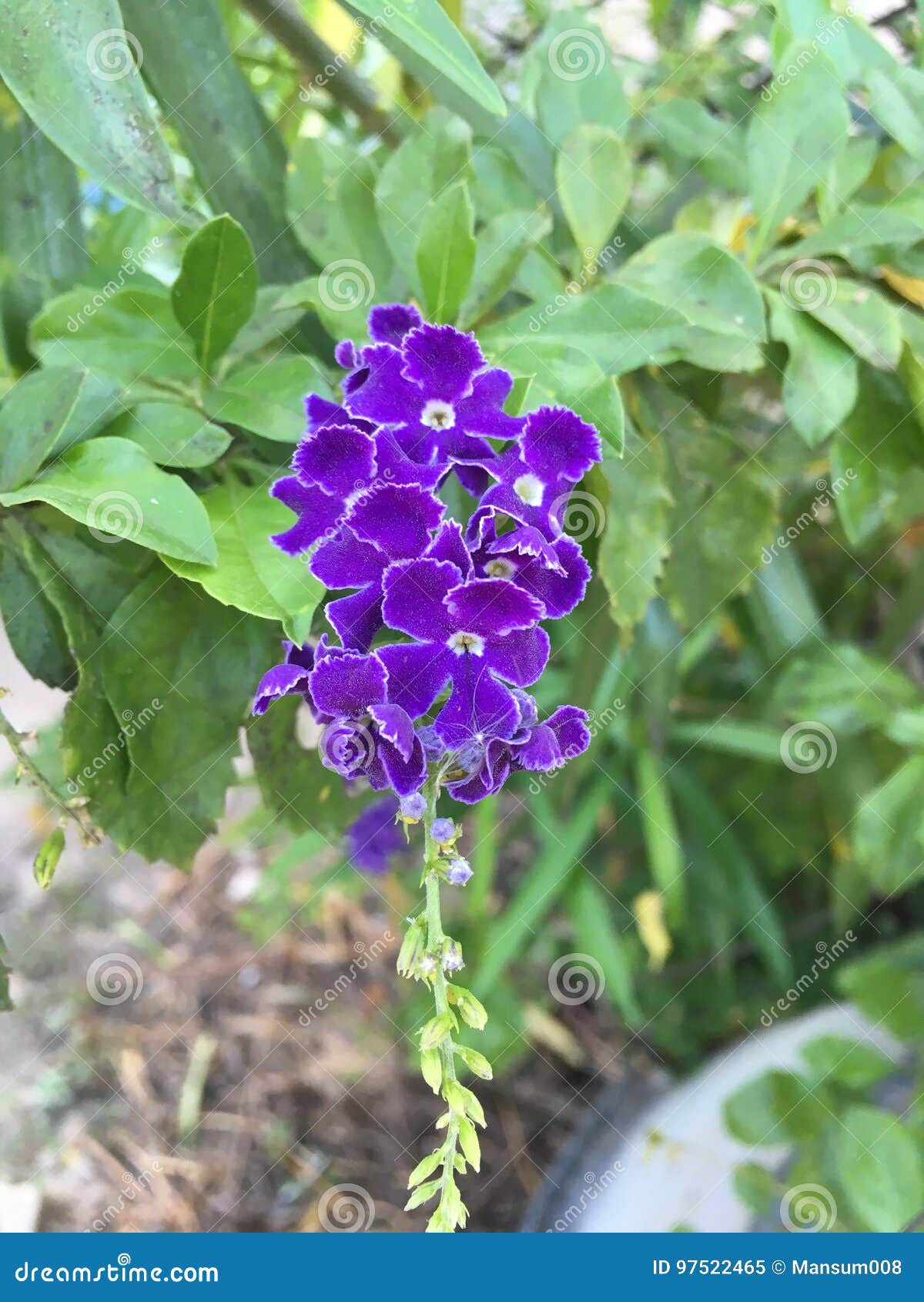 Duranta erecta flower stock image. Image of botany, bloom - 97522465
