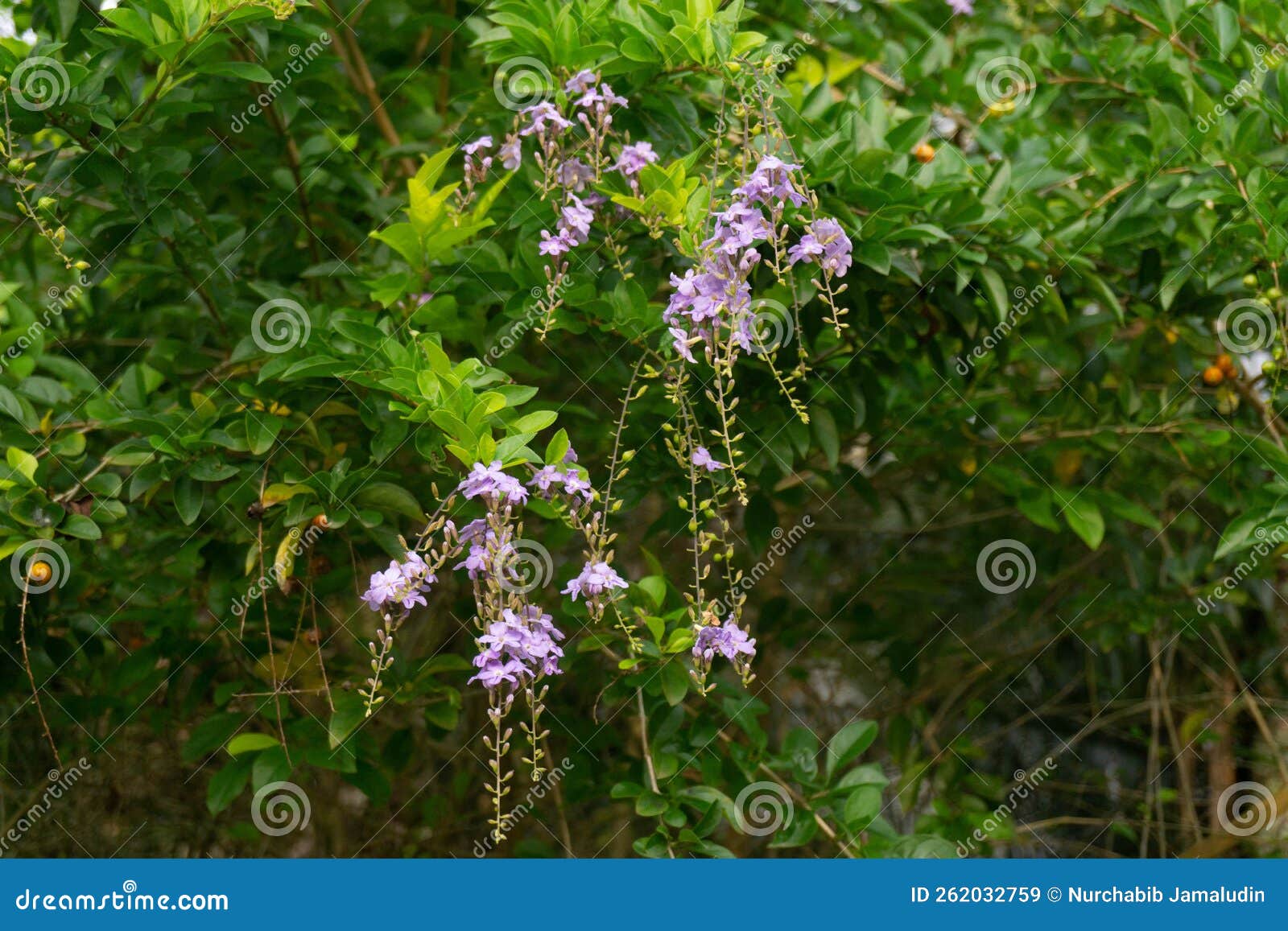 Duranta Erecta Flowers on the Tree. Golden Dew Drop Stock Image - Image ...