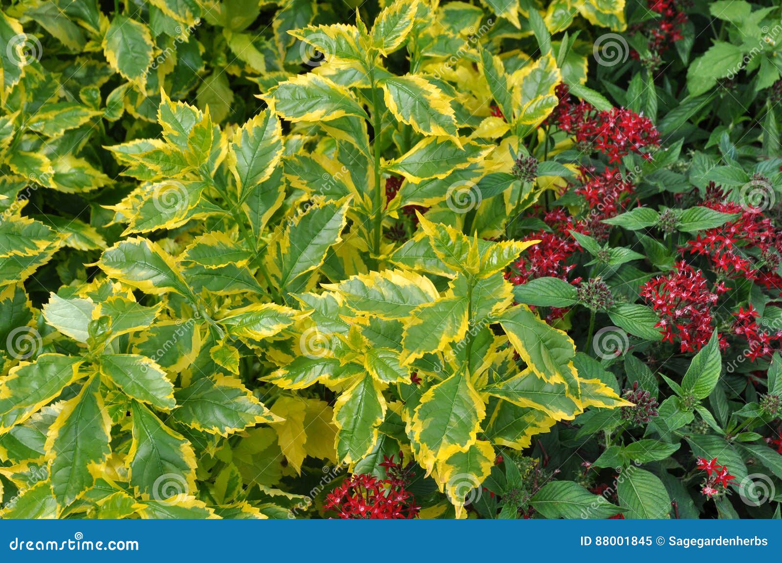 Duranta erecta stock image. Image of season, floriculture - 88001845