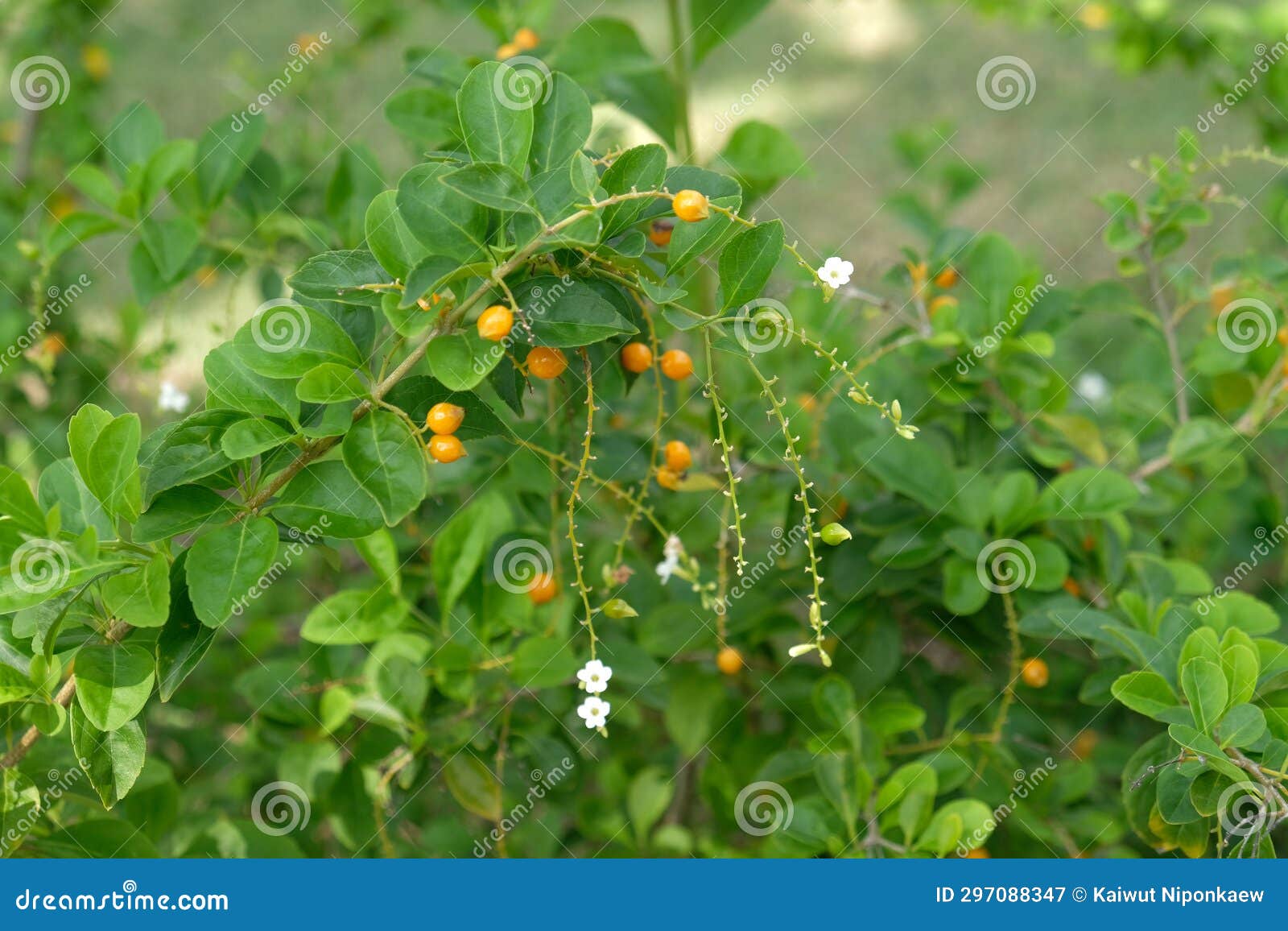 Duranta Erecta and White Flower Stock Image - Image of verbenaceae ...