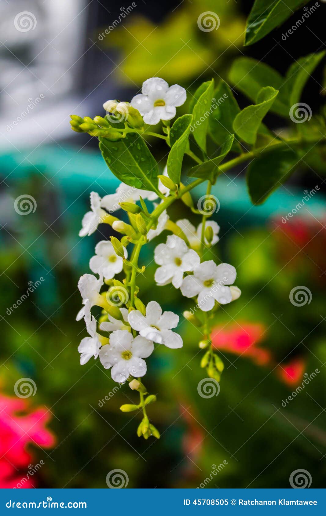Duranta flower stock image. Image of drop, duranta, pigeon - 45708505