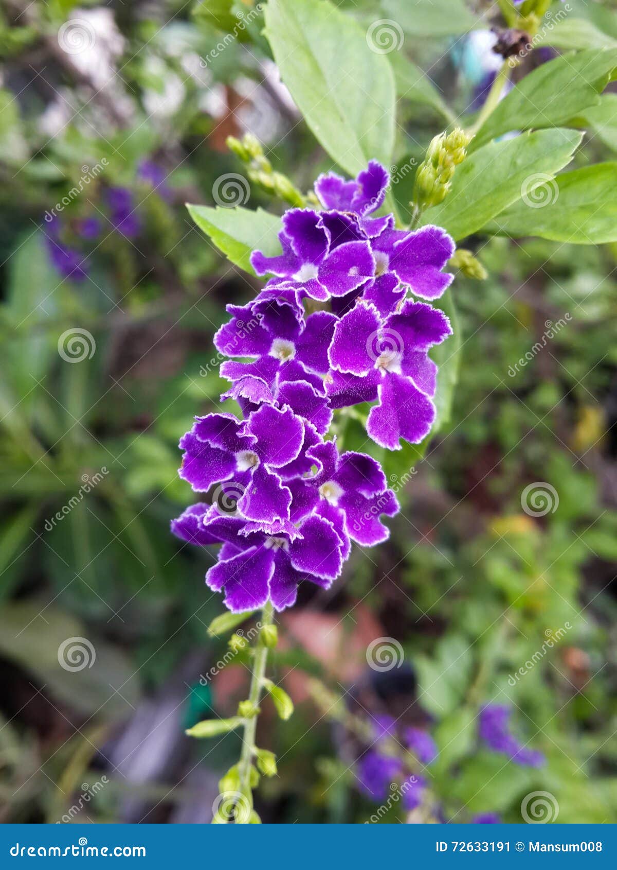 Duranta repens flower stock image. Image of dewdrop, repens - 72633191
