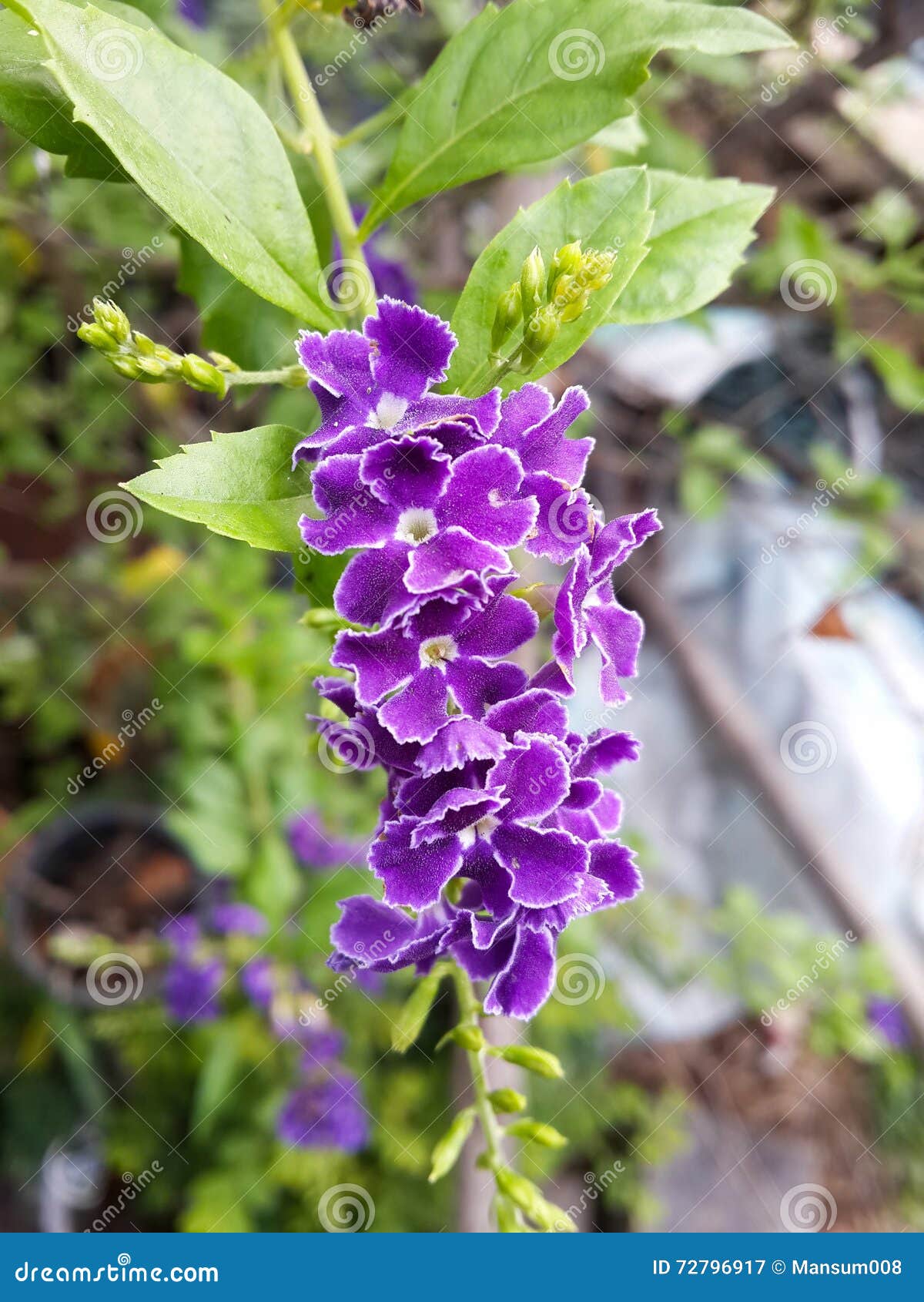 Duranta repens flower stock image. Image of dewdrop, floral - 72796917