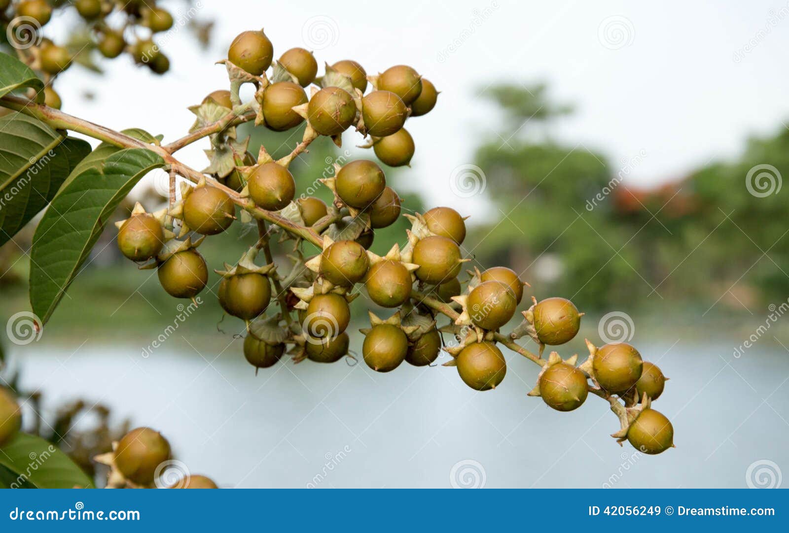 Duranta repens Linn tree stock image. Image of gold, golden - 42056249
