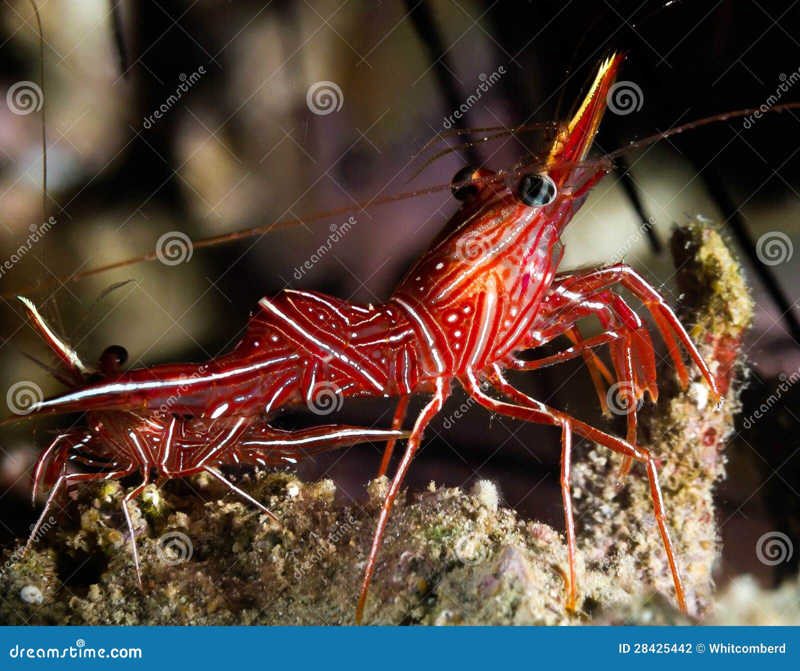 Durban Dancing Shrimp on a Pinnacle. Stock Photo - Image of orange ...
