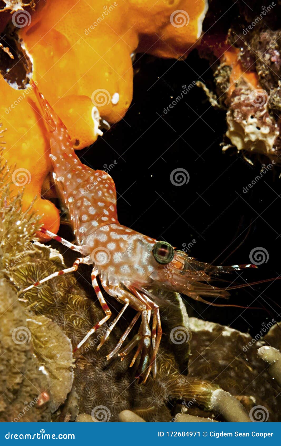 Durban Dancing Shrimp Rhynchocinetes Durbanensis Stock Image - Image of ...