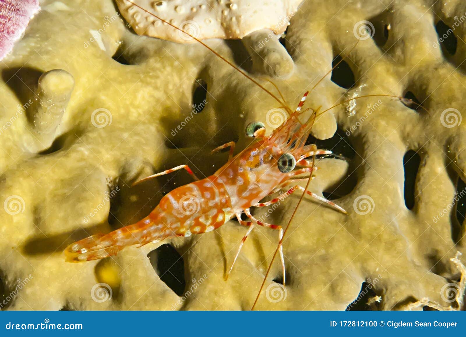 Durban Dancing Shrimp Rhynchocinetes Durbanensis Stock Photo - Image of ...