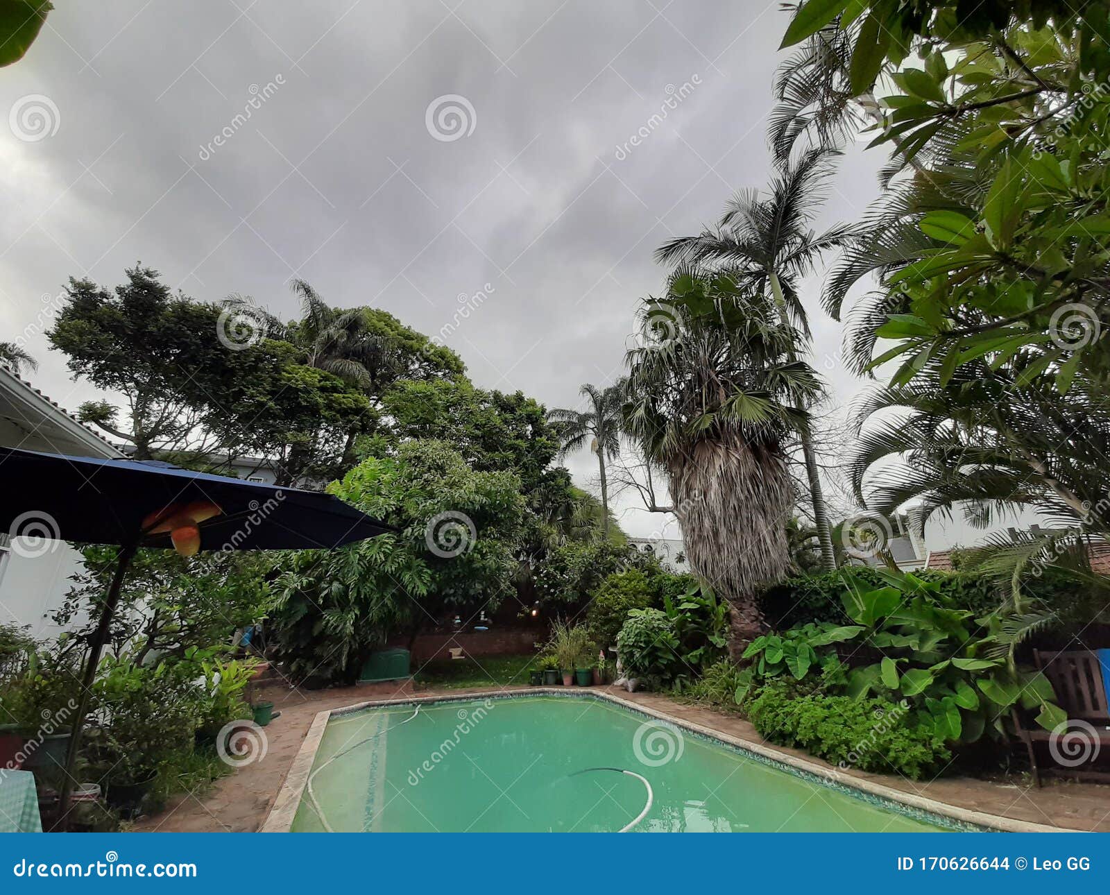 The Durban garden stock photo. Image of south, tree - 170626644