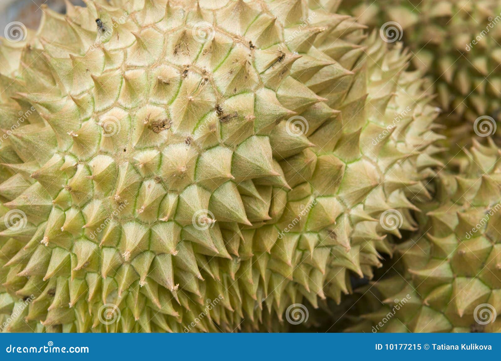 Durian Picture. Image: 10177215