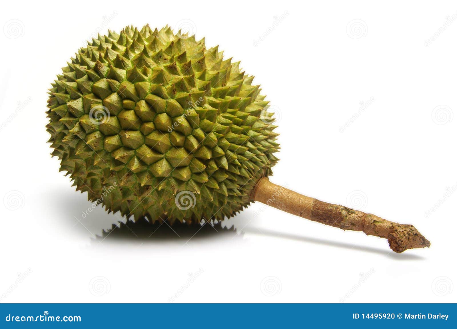 Durian stock photo. Image of delicious, durio, thorn - 14495920