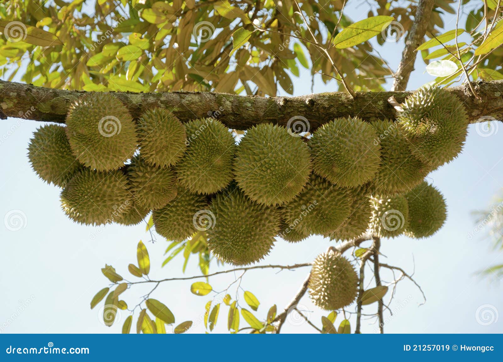 Durian stock image. Image of prickle, exotic, nature - 21257019