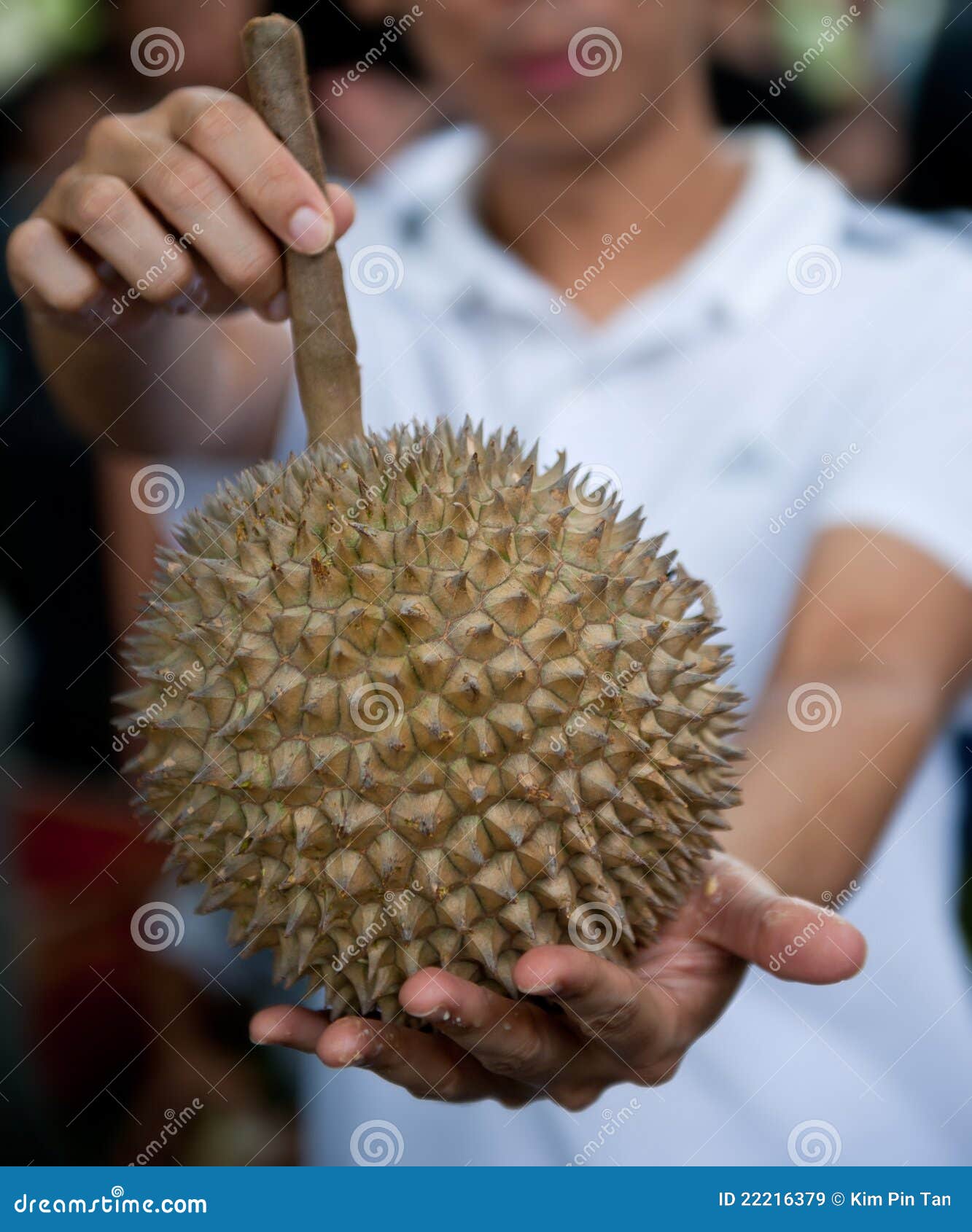 Durian stock image. Image of ingredient, fruit, spiky - 22216379