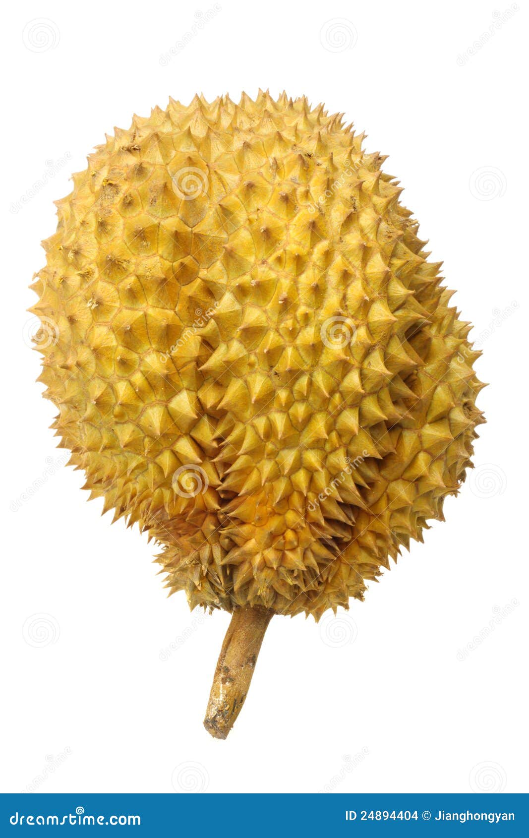 Durian stock photo. Image of smell, white, large, unpleasant - 24894404